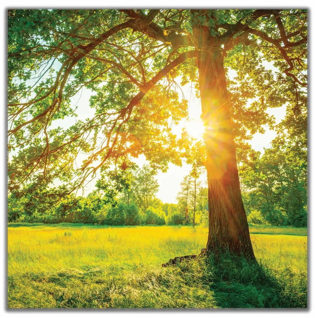 Malvis ® Obraz Strom v ranním slunci Velikost: třídílný obdélník - 150x100 cm