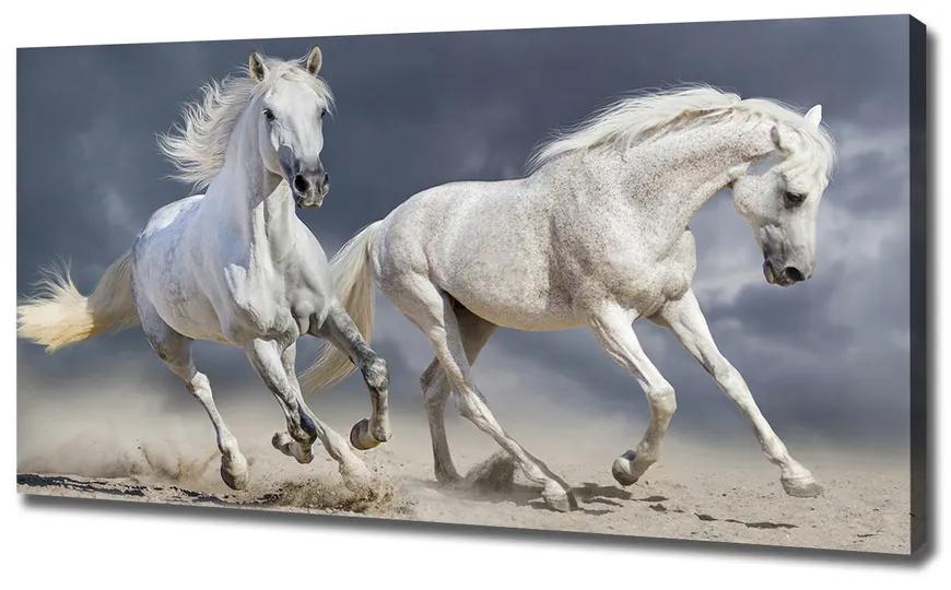 Wallmuralia Foto obraz tištěný na plátně Bílí koně pláž 120x60 cm