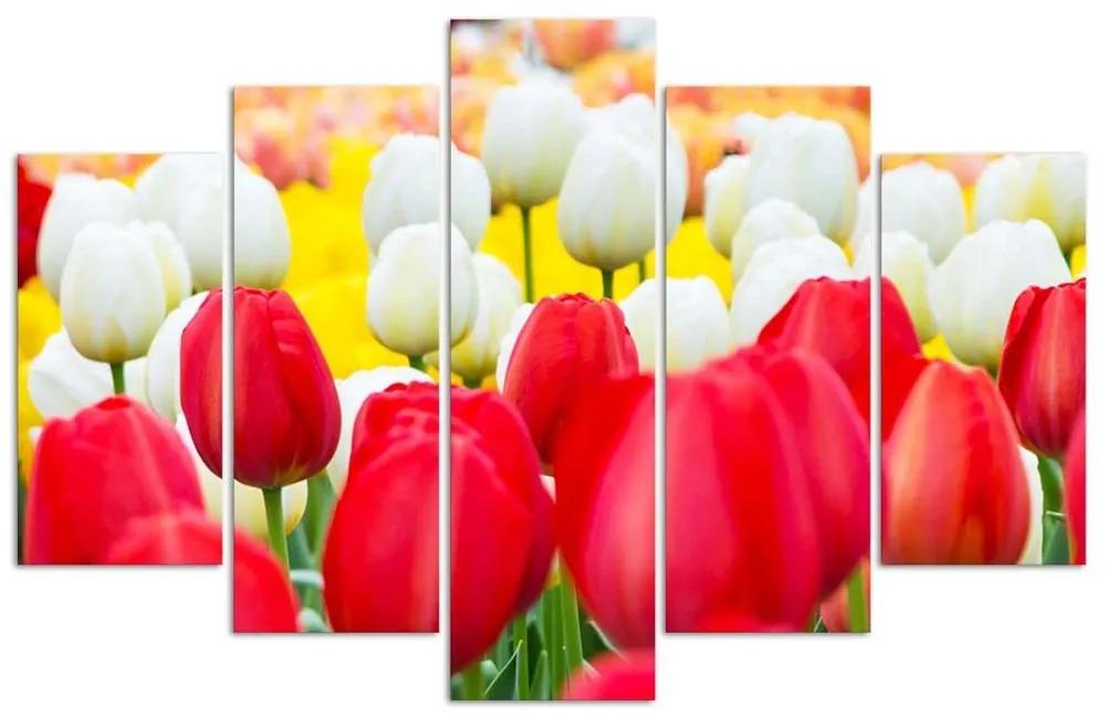 Obraz na plátně pětidílný Tulipán červený bílý - 150x100 cm