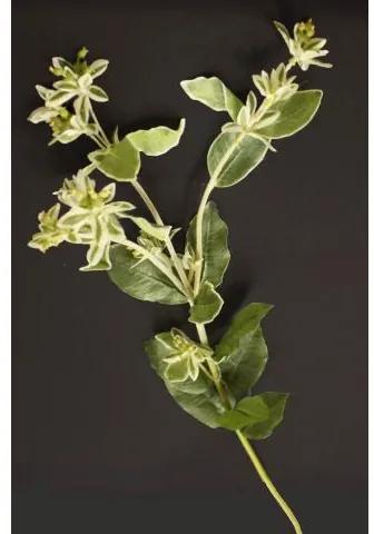 Umělá květina Euphorbia