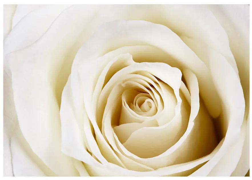 Fototapeta - Bílá růže 200x140 + zdarma lepidlo