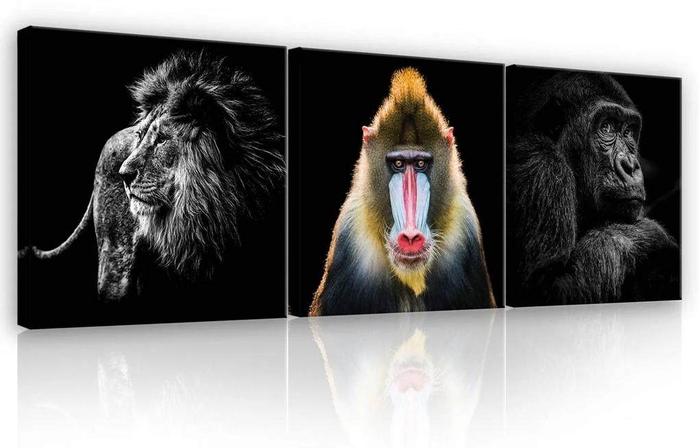Postershop Obraz na plátně: Lev, Mandril a Gorila - set 3ks 25x25cm