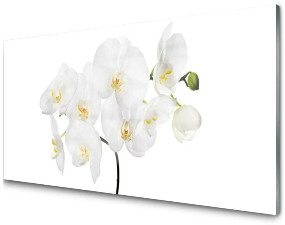 Plexisklo obraz Bílá Orchidej Květiny