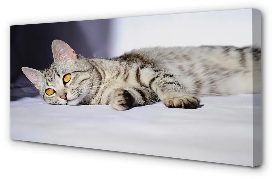Obrazy na plátně ležící kočka 100x50cm