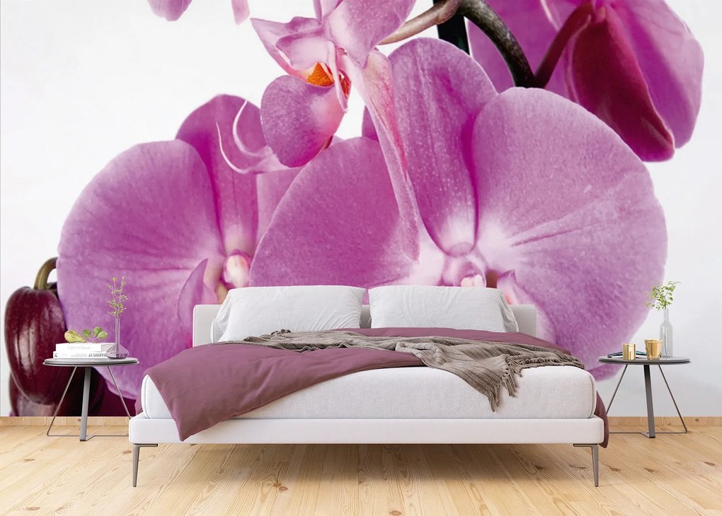 Fototapeta na zed' Jemné Orchideje | 360 x 254 cm | DFTS0049