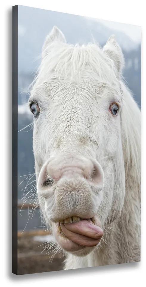Wallmuralia Foto obraz na plátně Šílený bílý kůň 60x120 cm