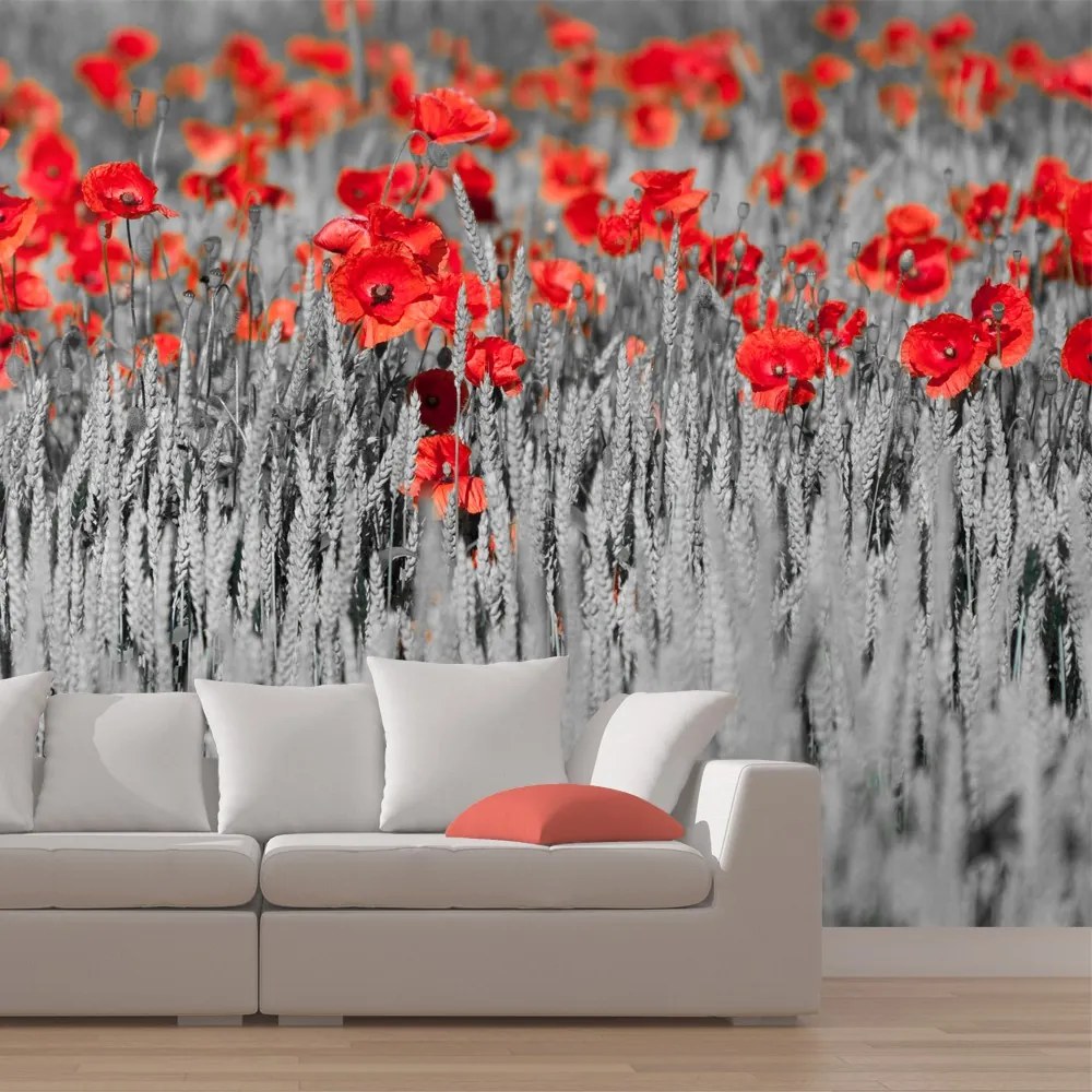 Fototapeta - Red poppies on black and white background - 300x231