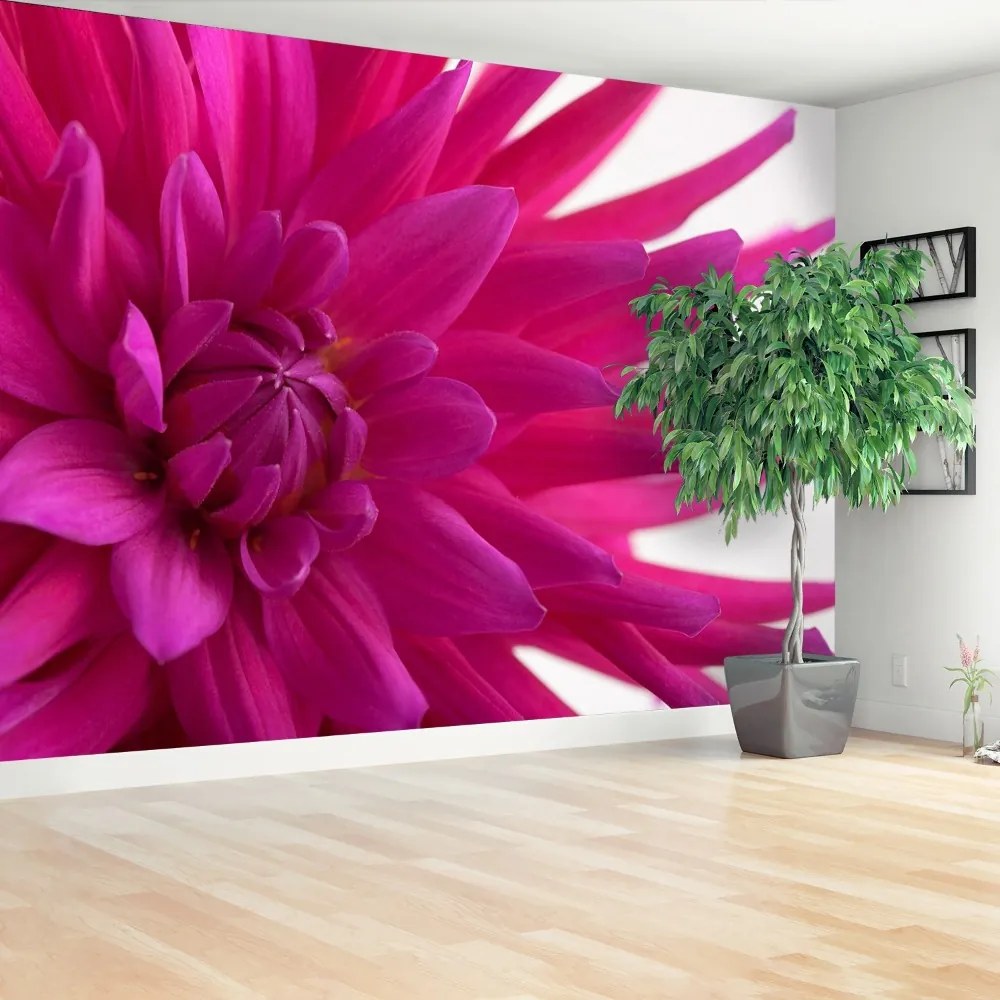 Fototapeta Dahlia Pink 104x70