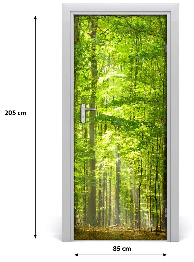 Fototapeta na dveře bukový les 85x205 cm