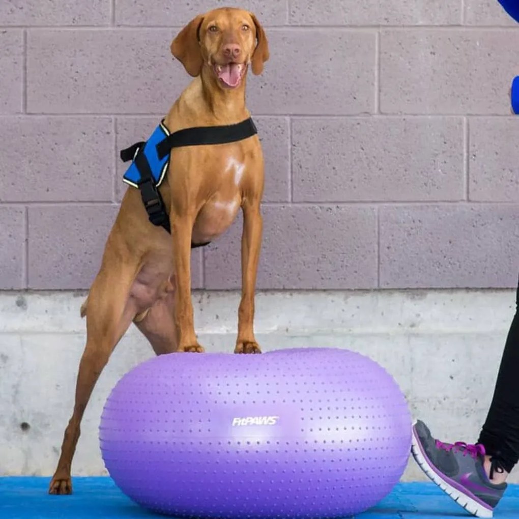 Fitpaws Balanční Míč Pro Domácí Mazlíčky Trax Donut 55 Cm Fialový