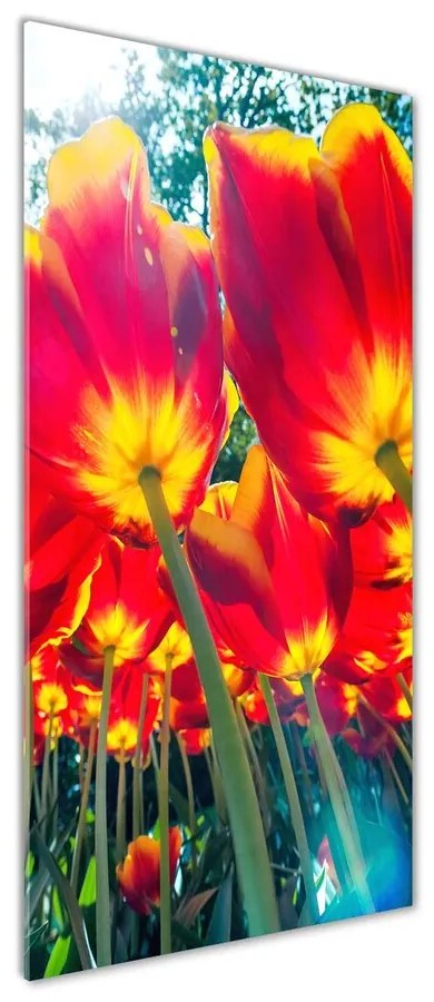 Wallmuralia Foto obraz akrylový Červené tulipány 50x125 cm
