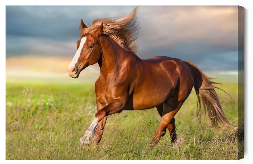 Obraz Cválající Kůň Na Mýtině Nedostatek Nedostatek Přírodní plátno 120x80