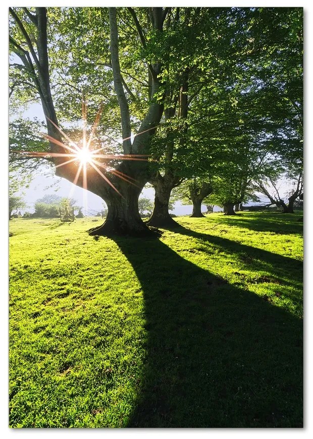 Wallmuralia Moderní foto obraz na stěnu Park 70x100 cm