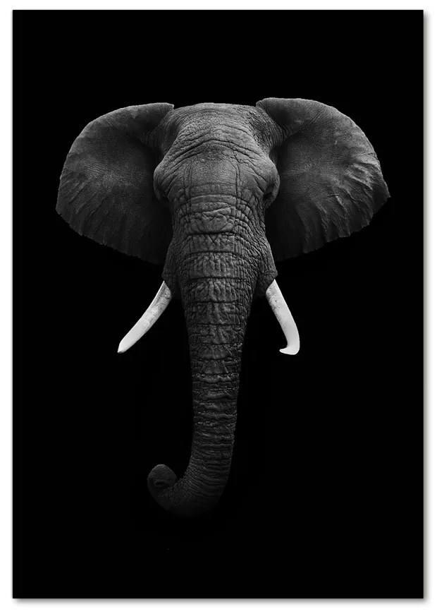 Wallmuralia Foto obraz akrylové sklo Africký slon 70x100 cm