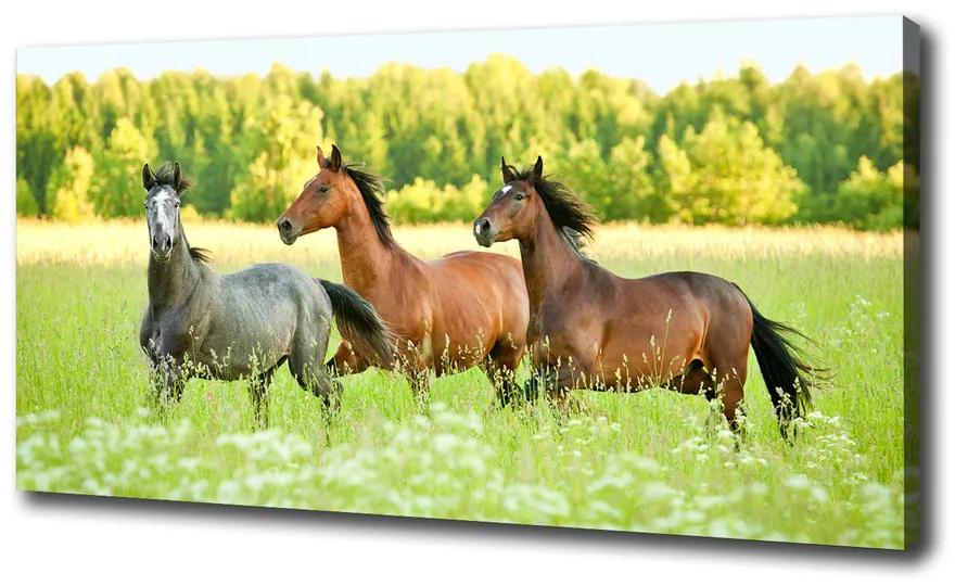 Wallmuralia Foto obraz na plátně Koně ve cvalu 100x50 cm