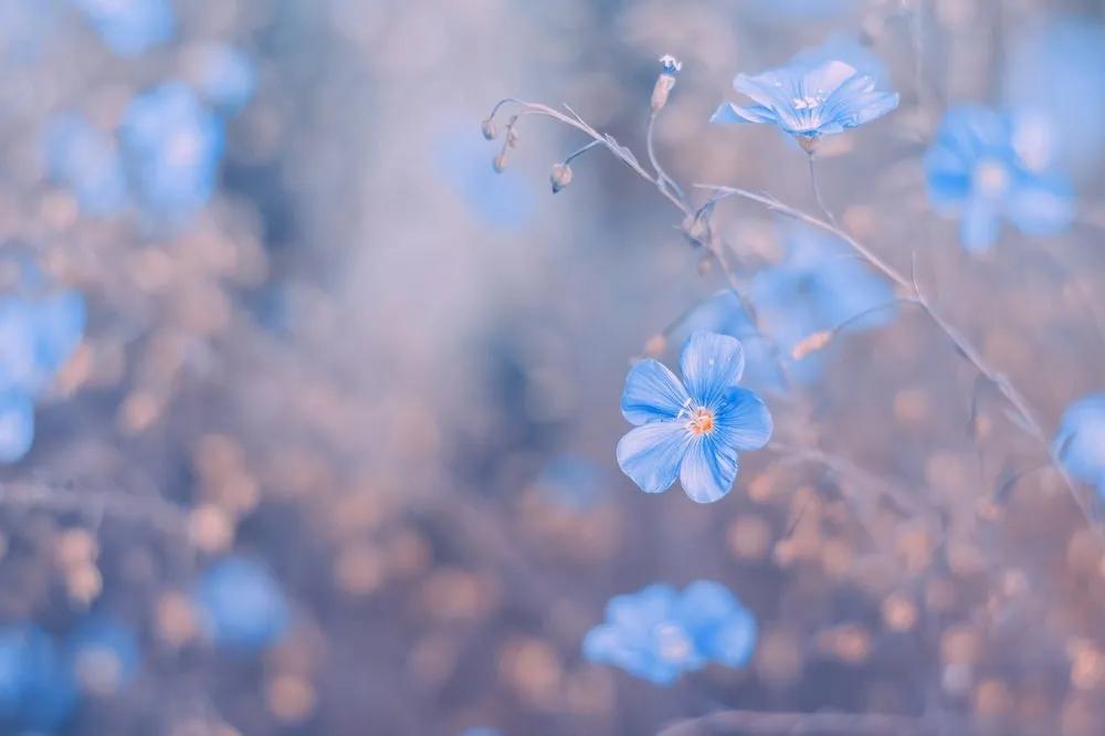 Samolepící fototapeta modré květiny na vintage pozadí - 150x100 cm