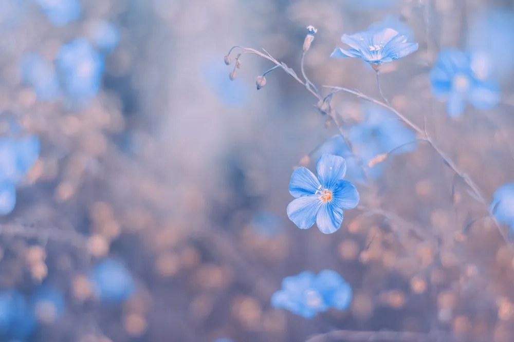 Samolepící fototapeta modré květiny na vintage pozadí - 450x300 cm