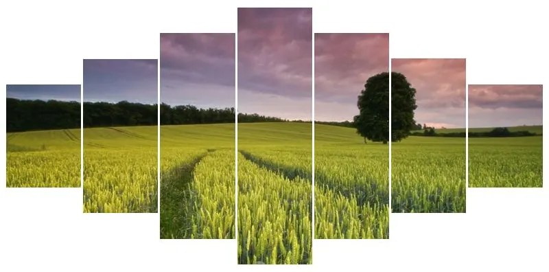 Obraz krásného pole (210x100 cm), 40 dalších rozměrů