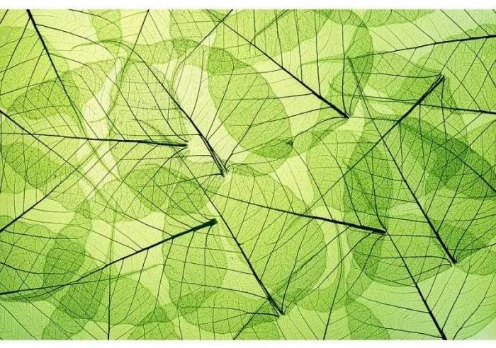 DIMEX | Samolepicí vliesová fototapeta na zeď Žilky listů MA-5-0111 | 375 x 250 cm | zelená