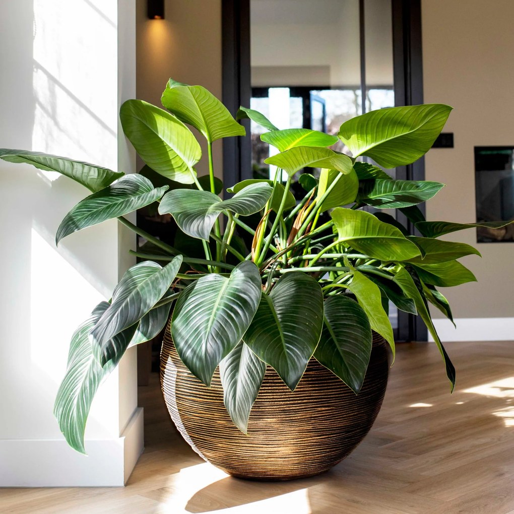 Capi Nature Rib Vase Ball Black Gold Ø 28 cm / V 25 cm