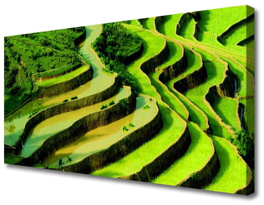 Obraz na plátně Pole Rýže Les Umění 125x50 cm