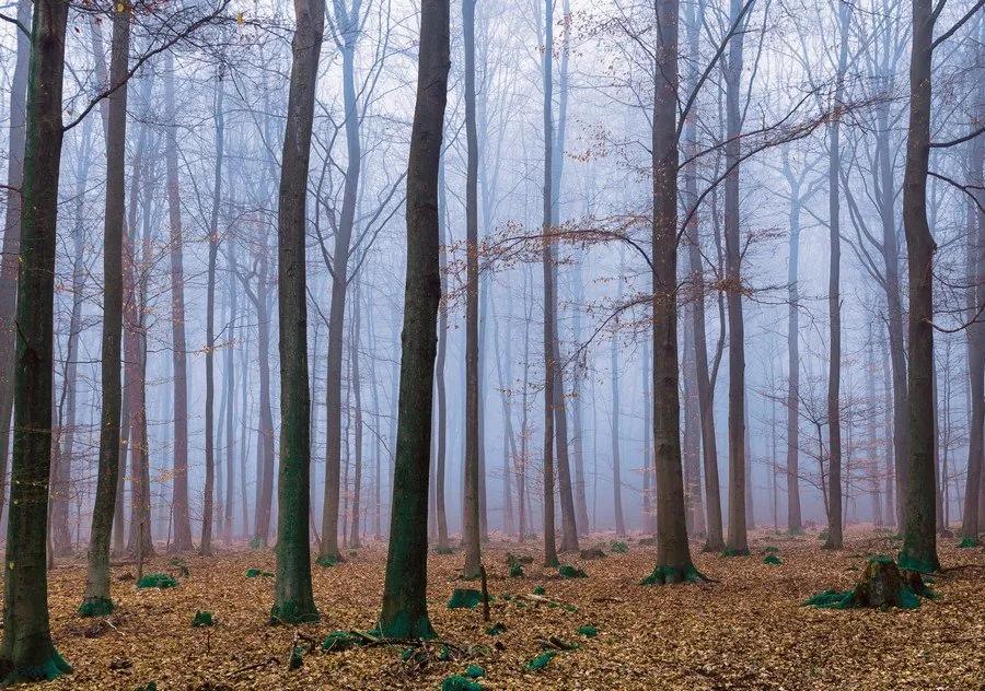 Postershop Fototapeta: Mlha v lese (1) - 184x254 cm