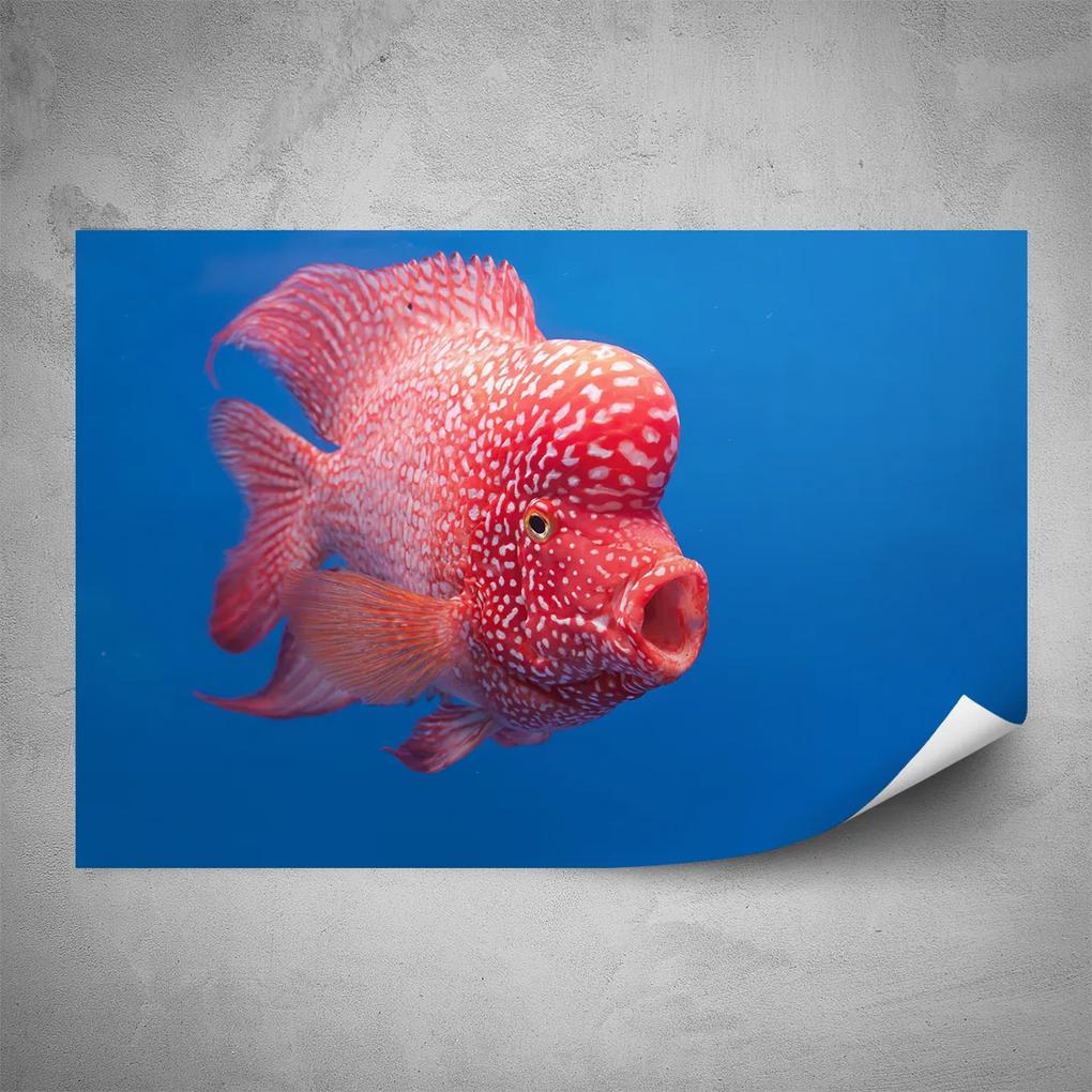 Plakát - Růžová rybka (60x40 cm) - PopyDesign