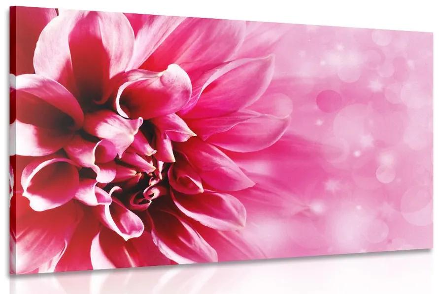 Obraz růžový květ Varianta: 120x80