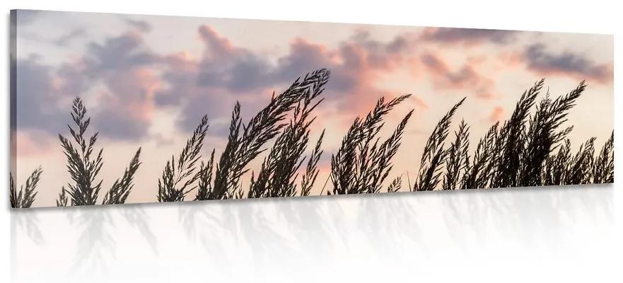 Obraz klásky dlouhé trávy Varianta: 120x40