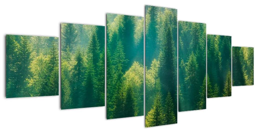 Obraz - Borovicový les (210x100 cm)
