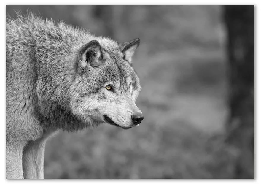 Wallmuralia Moderní obraz fotografie na akrylu Šedý vlk 100x70