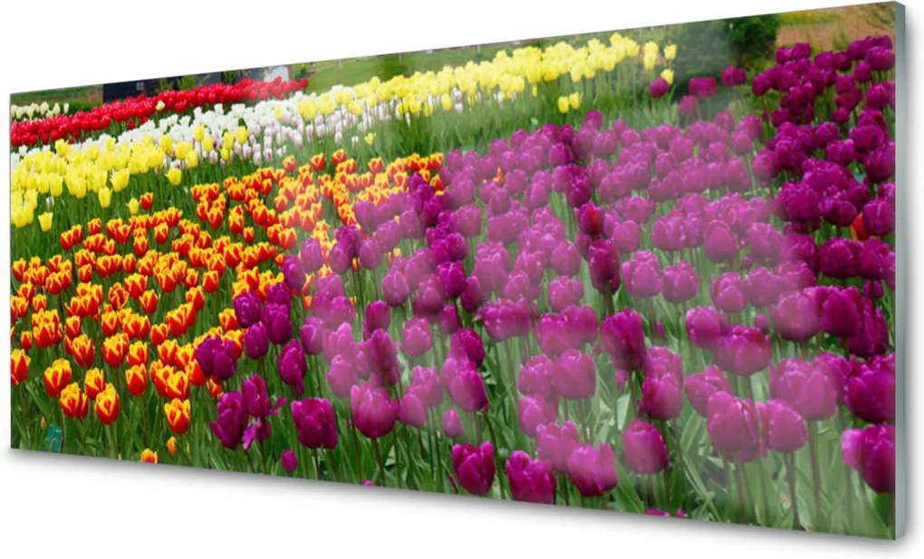 Obraz na skle Skleněný Tulipány Květiny