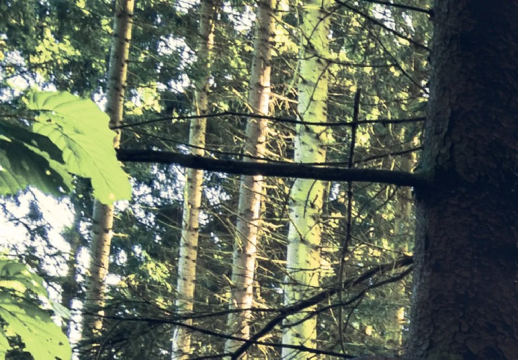 Atypický obraz lesní svět II + háčky a hřebíčky ZDARMA Velikost (šířka x výška): 100x50 cm