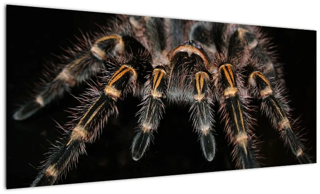 Obraz tarantule (100x40cm)