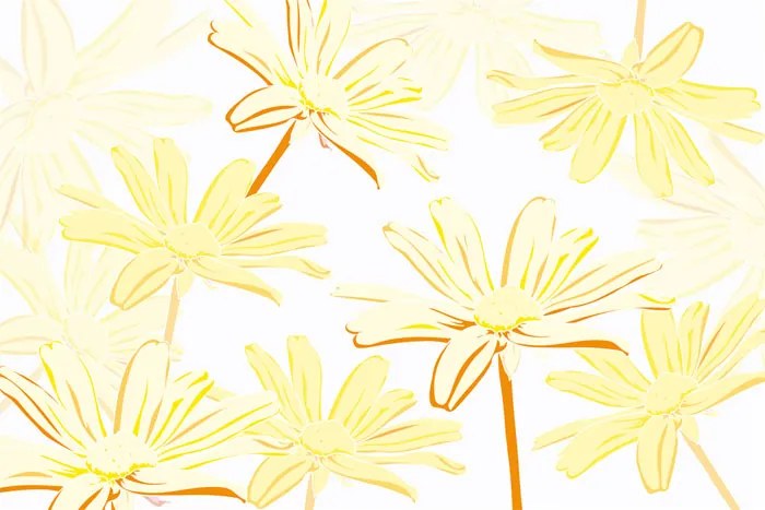 Fototapeta DIMEX Marguerite Yellow XL-344| 330 x 220 cm