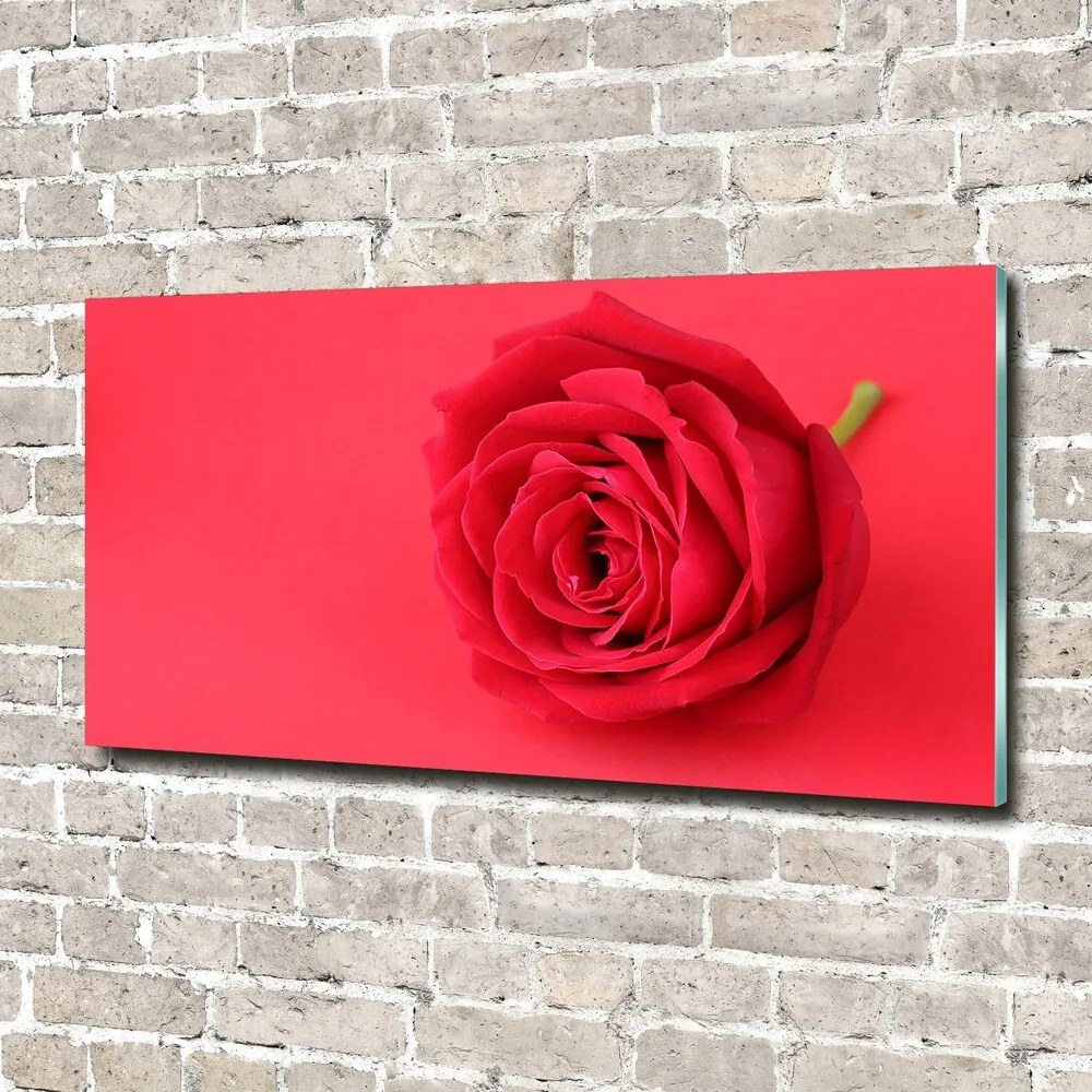 Wallmuralia Foto-obrah sklo tvrzené Červená růže 140x70 cm