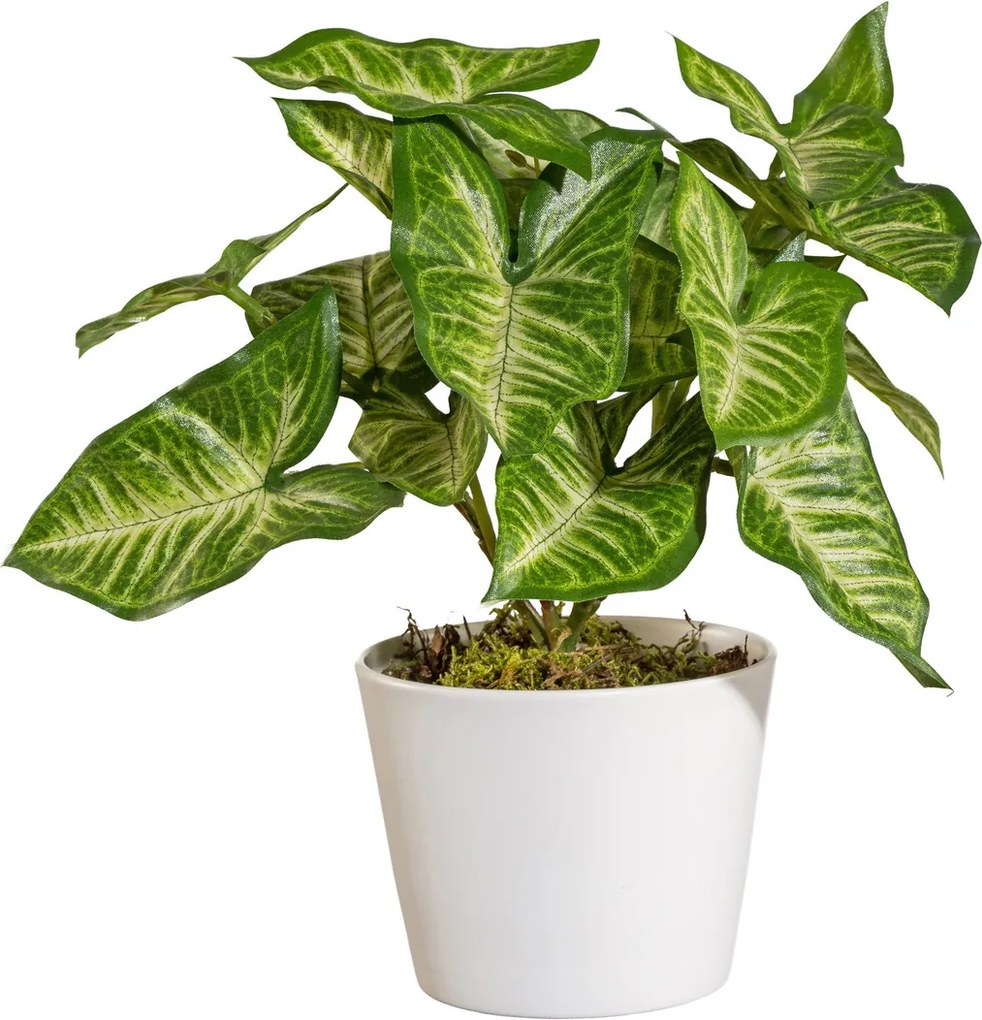 Umělé Syngonium v květináči zelená, 25 cm