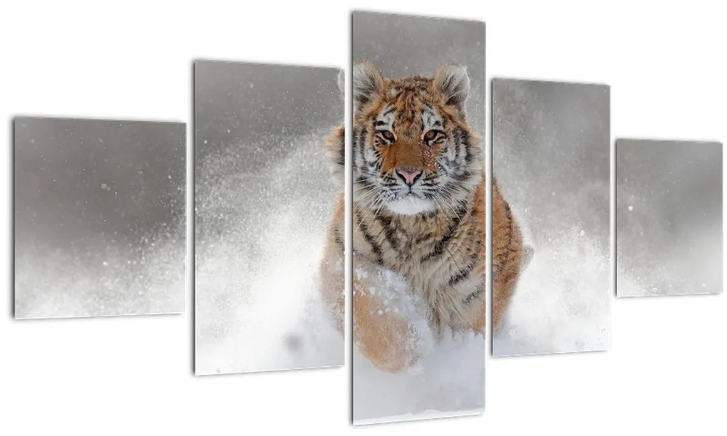 Obraz běžícího tygra ve sněhu (125x70 cm)