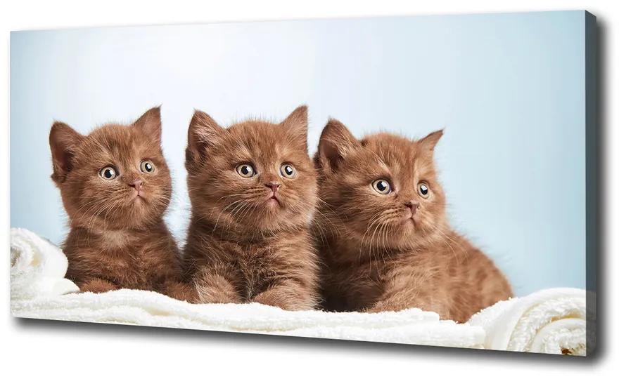 Wallmuralia Foto obraz na plátně do obýváku Kočky na ručníku 100x50 cm