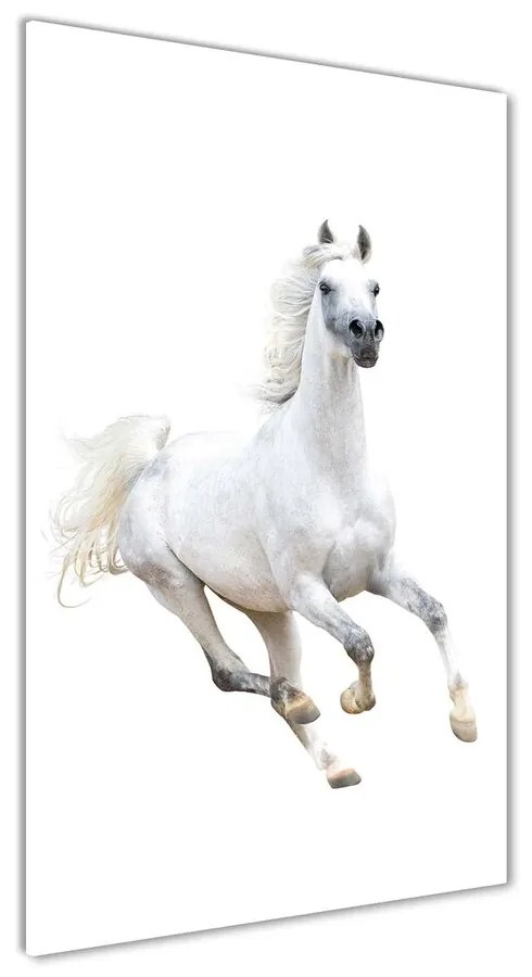 Wallmuralia Fotoobraz na skle Bílý kůň cval 60x120 cm