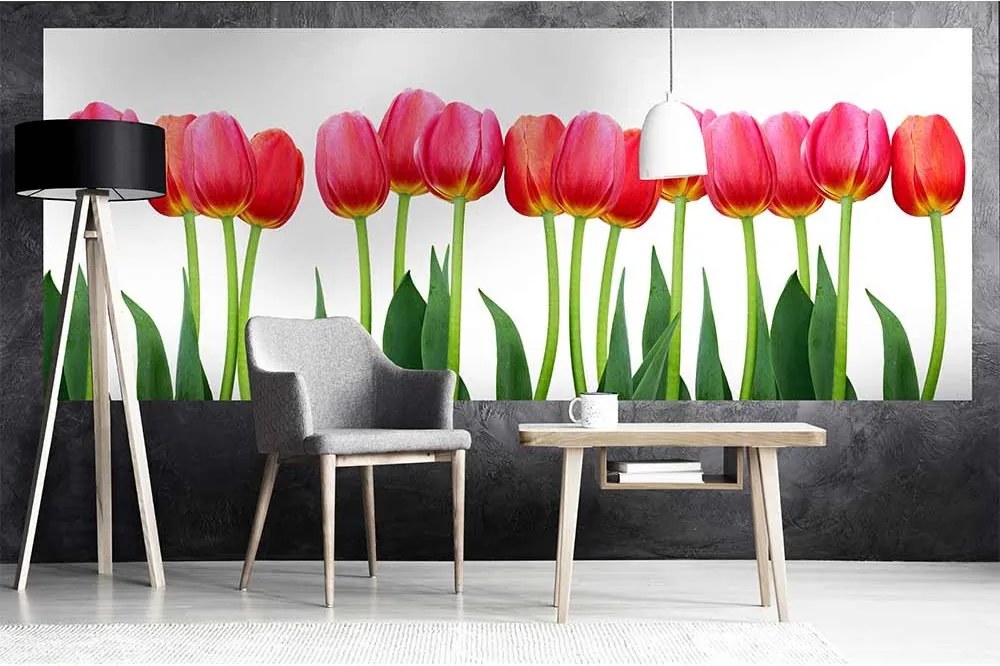 MP-2-0126 Vliesová obrazová panoramatická fototapeta Bed of Tulips, velikost 375 x 150 cm