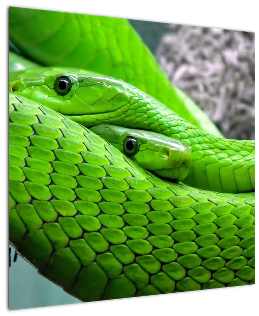 Obraz zelených hadů (70x70 cm), 40 dalších rozměrů