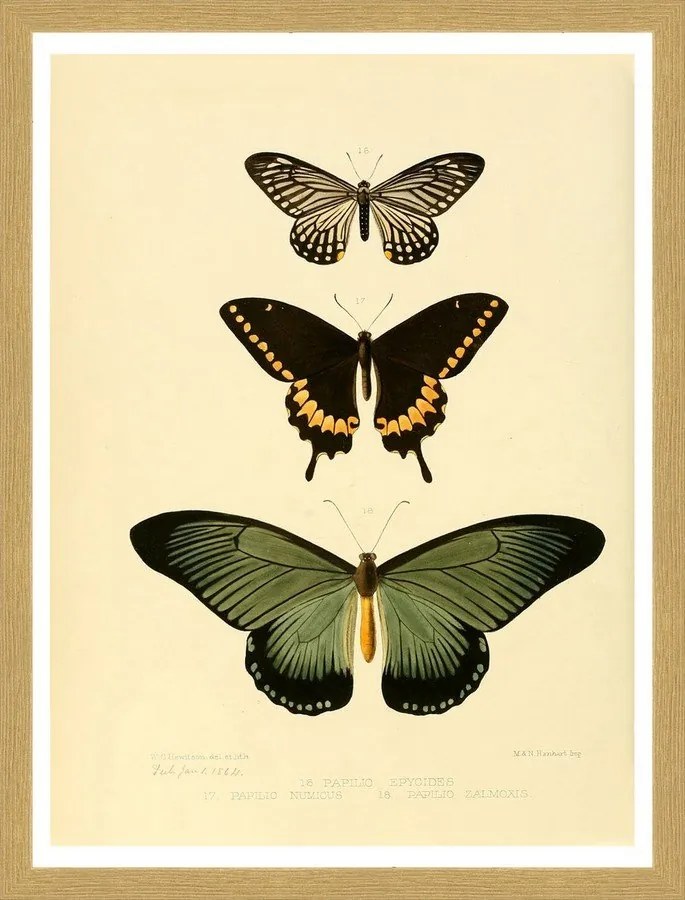 Rámovaný obraz - Motýli