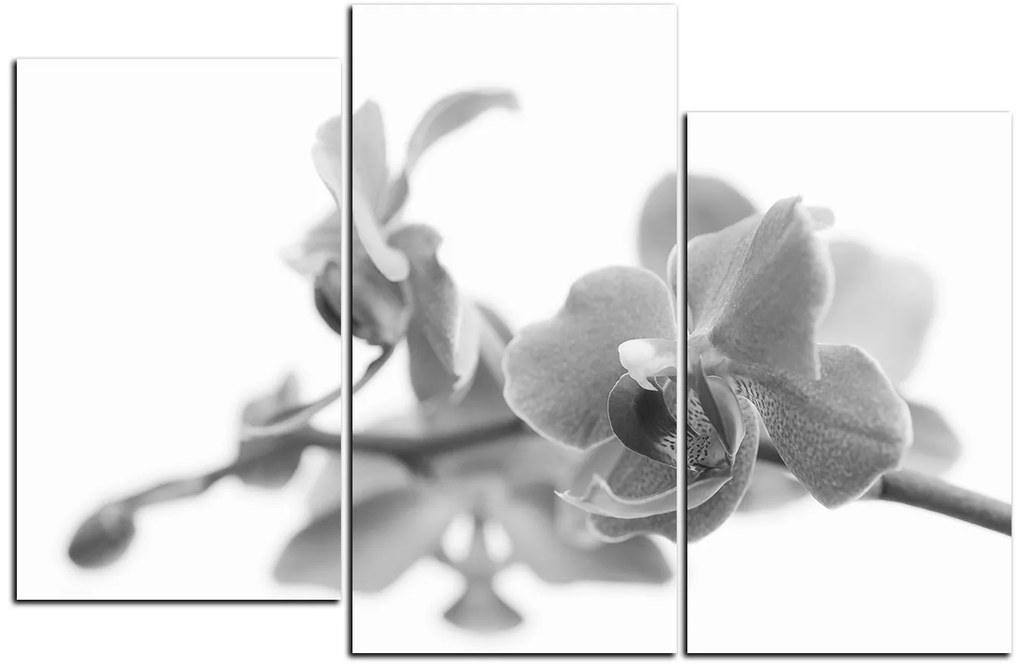 Obraz na plátně - Orchidej květ izolována na bílém pozadí 1222QD (120x80 cm)