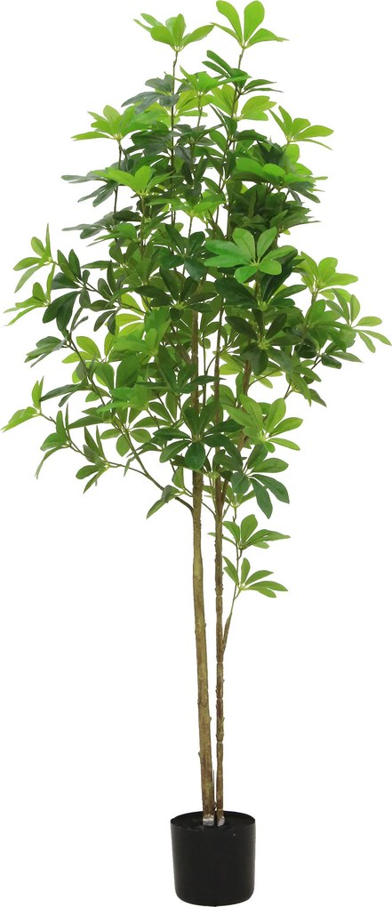 XXXLutz UMĚLÁ ROSTLINA bonsaj 150 cm Ambia Home - Umělé rostliny - 0039530142