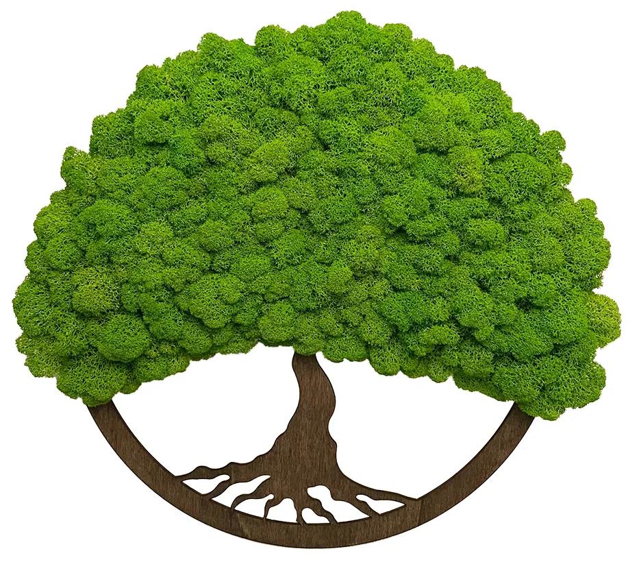 Nástěnný obraz mechový strom života 50 cm