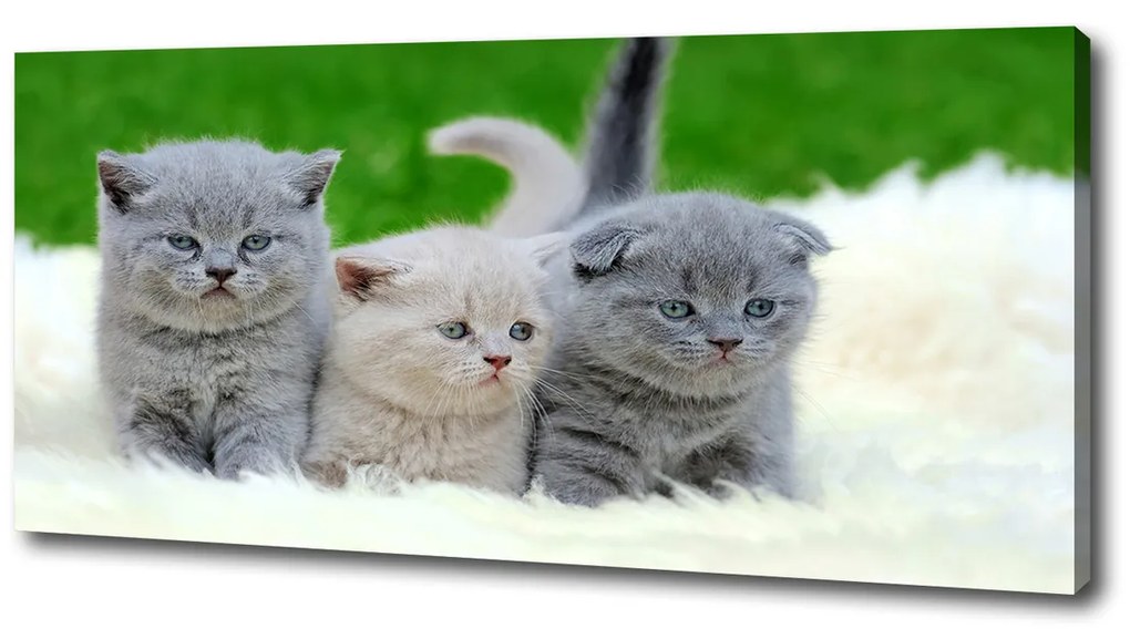 Foto obraz na plátně Tři kočky na dece