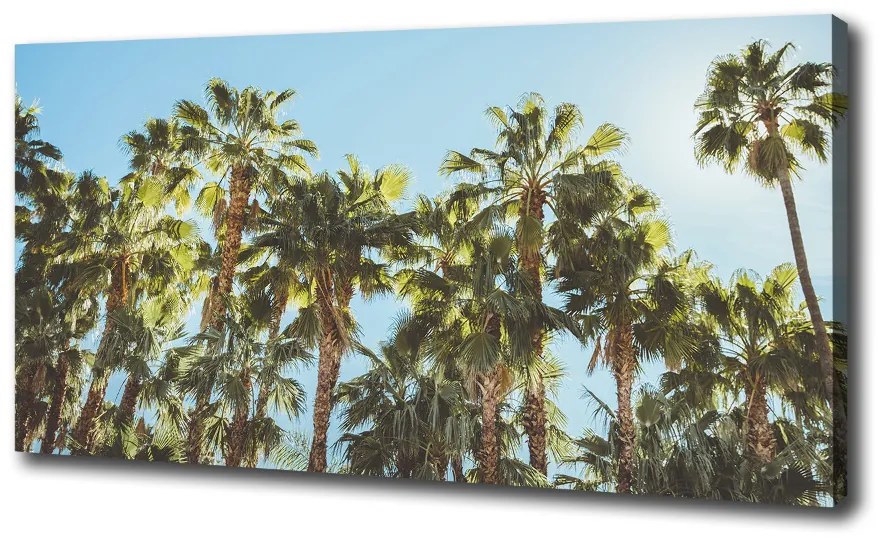Wallmuralia Foto obraz na plátně Vysoké palmy 100x50