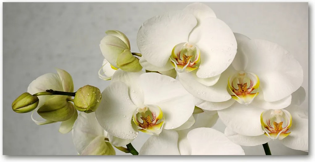 Foto obraz akrylový Bílá orchidej