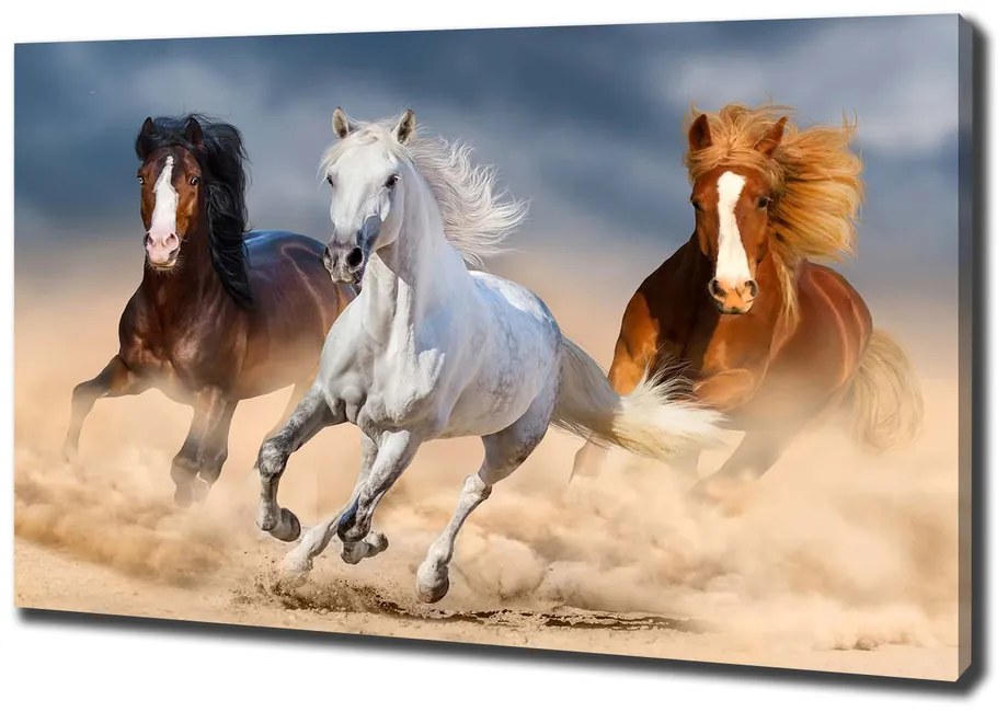 Wallmuralia Foto obraz na plátně Koně na poušti 100x70 cm